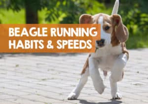 How Fast Can a Beagle Run? Top Speeds & Running Habits