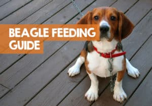 How Much Should a Beagle Eat? Adult & Puppy Feeding Charts