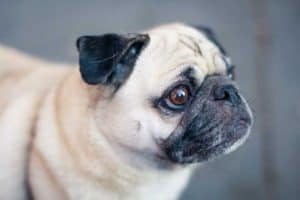 How Much Should I Feed My Pug Puppy? + Feeding Guide Chart Times