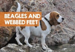 Do Beagles Have Webbed Feet, Paws, or Toes? (Be Surprised!)