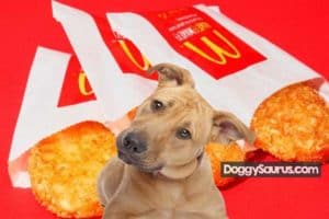 Can Dogs Eat Hash Browns? (Inc. McDonald’s or Frozen Ones?)