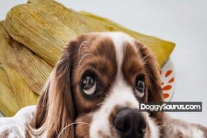 Can Dogs Eat Tamales? The Husk Could Kill + Here's Why!