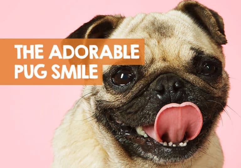 Pugs Smiling: Can They Smile & How to Tell? + Photos