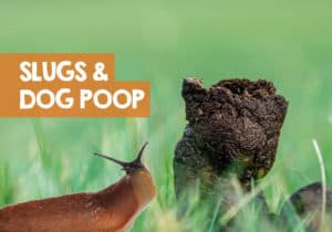 Why Are There Slugs in My Dog’s Poop? (The Truth Revealed!)