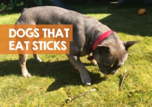 Why Do Dogs Eat Sticks (& Throw Up)? + How to Stop