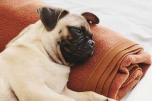 How to Stop a Pug Snoring: 19 Remedies to Halt the Snore Problem