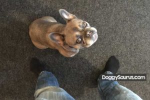 How to Apologize to Your Dog: Telling Him Sorry in 5 Steps