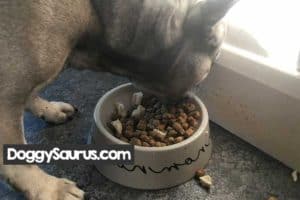 How to Get a Rescue Dog to Eat: 5 Simple Feeding Steps