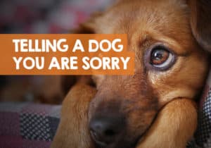 How to Apologize to Your Dog: Telling Him Sorry in 5 Steps