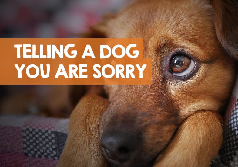 How To Apologize To Your Dog Telling Him Sorry In 5 Steps