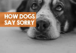 How Do Dogs Say Sorry: Can Dogs Really Apologize To Humans?