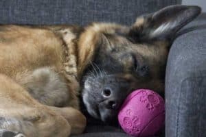 Why Do Dogs Die with Their Eyes Open? (What Science Says)