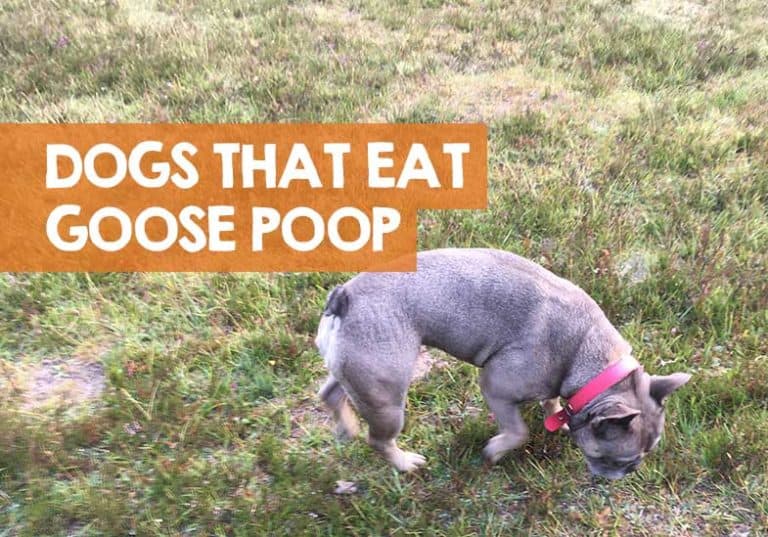 Why Do Dogs Eat Goose Poop? 7 Reasons for Dropping Chewing!