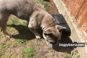 What Dogs Breed Kill Moles: 6 Best Mole Catching Dogs