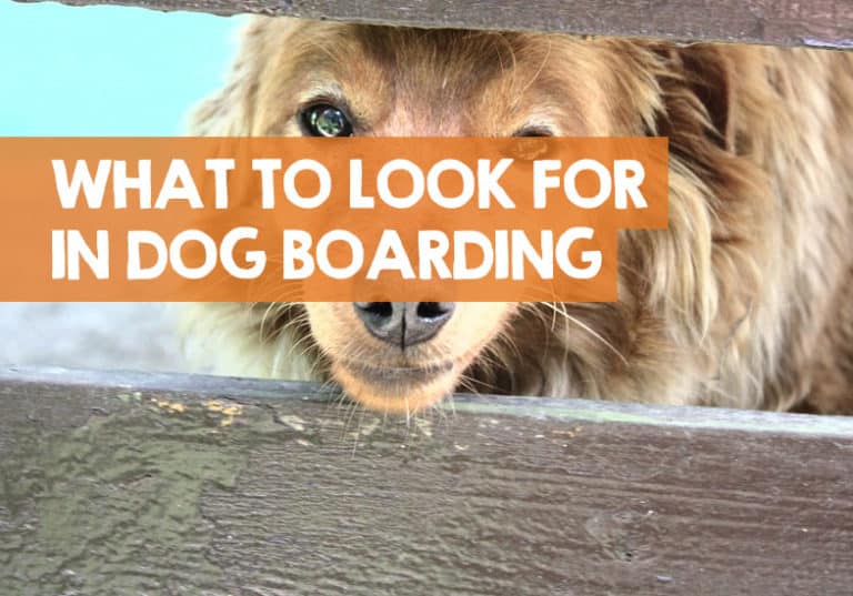 What You Should Look for in Dog Boarding Kennels? 15 Tips