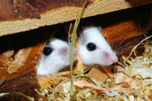 Can Dogs Get Rabies from Mice, Rats, & Rodents? (What Science Says)