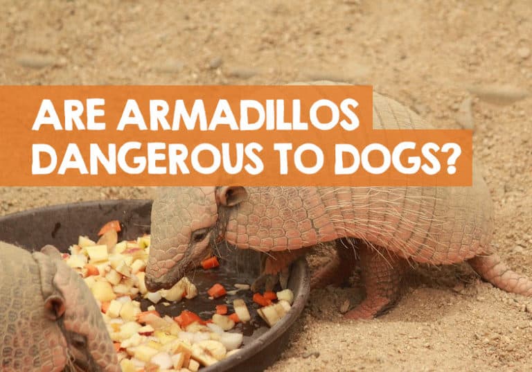 Are Armadillos Dangerous to Dogs + Do They Attack?