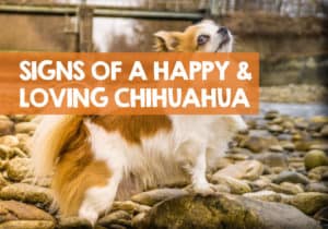 How Do I Know My Chihuahua Loves Me & is Happy? (21 Reasons)
