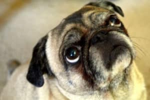 Pug Heat Cycle: How Many Times a Year & Signs How to Tell