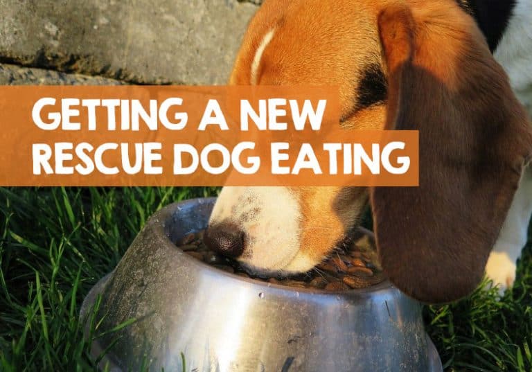 How to Get a Rescue Dog to Eat: 5 Simple Feeding Steps