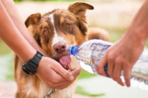 How to Bond with Your Rescue Dog in 7 Simple Steps