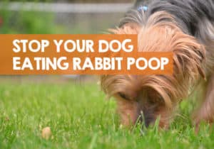 How to Stop a Dog From Eating Rabbit Poop? 6 Tips