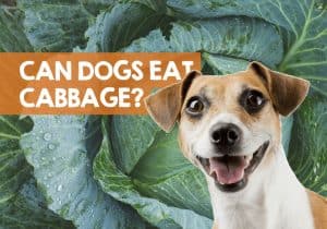 Can Dogs Eat Cabbage (Raw, Leaves, Uncooked)? Safe or Toxic