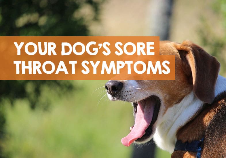Dog Sore Throat Symptoms Treatment 10 Signs It s Sore Dog Sore Throat Symptoms Treatment 10 Signs It s Sore