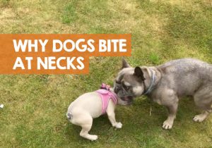 Why Do Dogs Bite Each Other's Necks? (What Neck Biting Means)