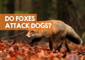 Will a Fox Attack a Dog or Even Eat a Dog? (Truth Revealed)