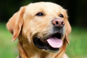 23 Dog Breeds with Black Gums: What's Normal / What's Not