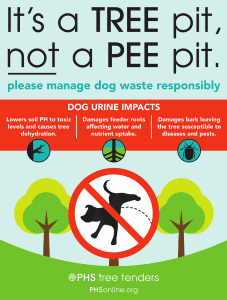 How to Protect Trees from Dog Urine: 8 Tips to Try Today
