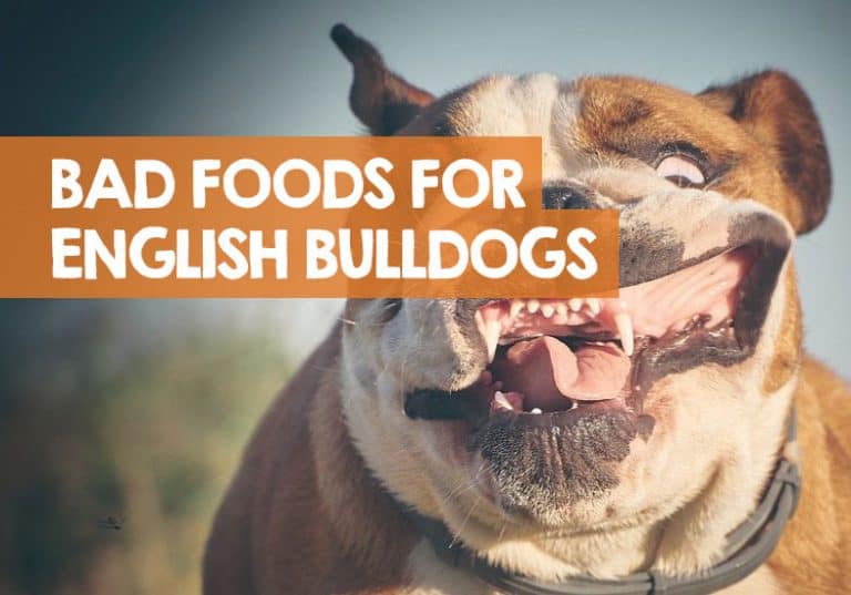 25 Bad Foods That Are Poisonous & Toxic to English Bulldogs