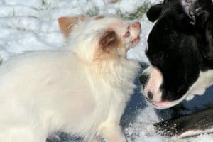 Chihuahua Cold Weather: How to Keep a Chihuahua Warm in Winter