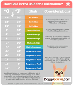 Chihuahua Cold Weather: How to Keep a Chihuahua Warm in Winter