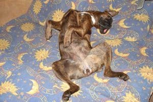 How Long Does It Take for a Dog to Decompose? (Buried / Above Ground)