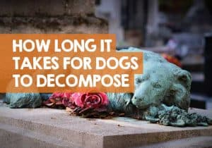 How Long Does It Take for a Dog to Decompose? (Buried / Above Ground)