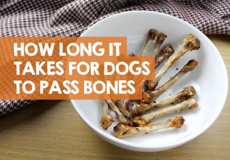How Long Does it Take for a Dog to Pass a Bone? + What to Do