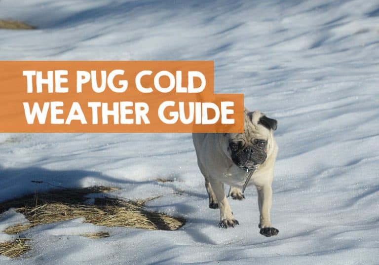 Pug Cold Weather Guide: How to Keep a Pug Warm in Winter