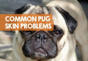 Pug Skin Problems, Issues, Allergies & Bumps + How to Treat