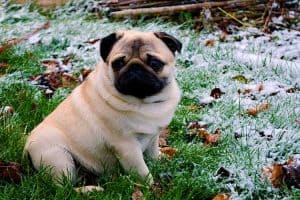 Pug Cold Weather Guide: How to Keep a Pug Warm in Winter