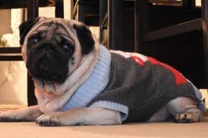Pug Cold Weather Guide: How to Keep a Pug Warm in Winter