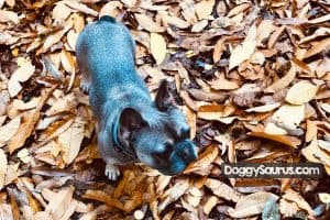 Are Acorns Bad for Dogs? (Poisoning & Toxicity Symptoms)