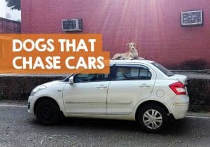 Why Do Dogs Chase Cars? (+ All of a Sudden & How to Stop)
