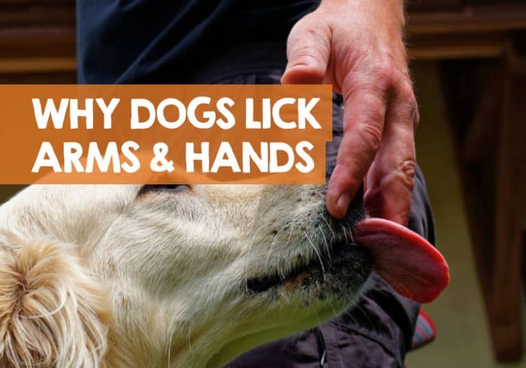 Why Does My Dog Lick My Arm So Much? 6 Reasons for the Lick