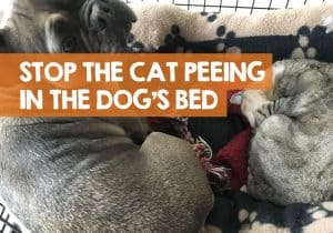 How to Stop a Cat from Peeing in the Dog Bed in 5 Easy Steps