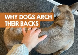 What Does It Mean When a Dog Arches His Back? (What's Wrong)
