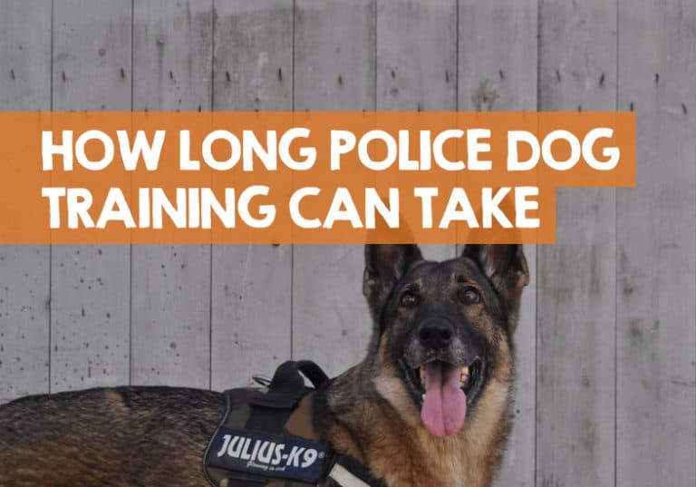How Long Does It Take to Train a Police Dog? (K9s & GSDs)
