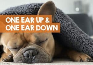What it Means When a Dog Has One Ear Up & One Ear Down?