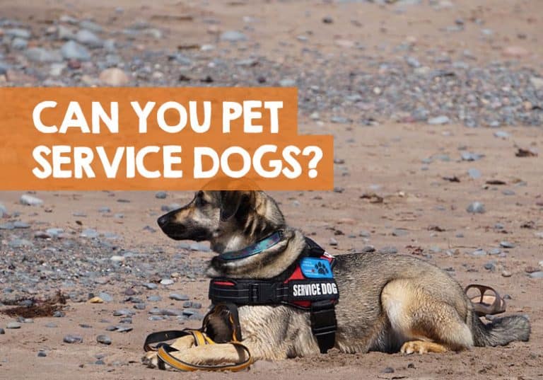 Why Can’t You Pet a Service Dog? (3 Reasons & The Law)